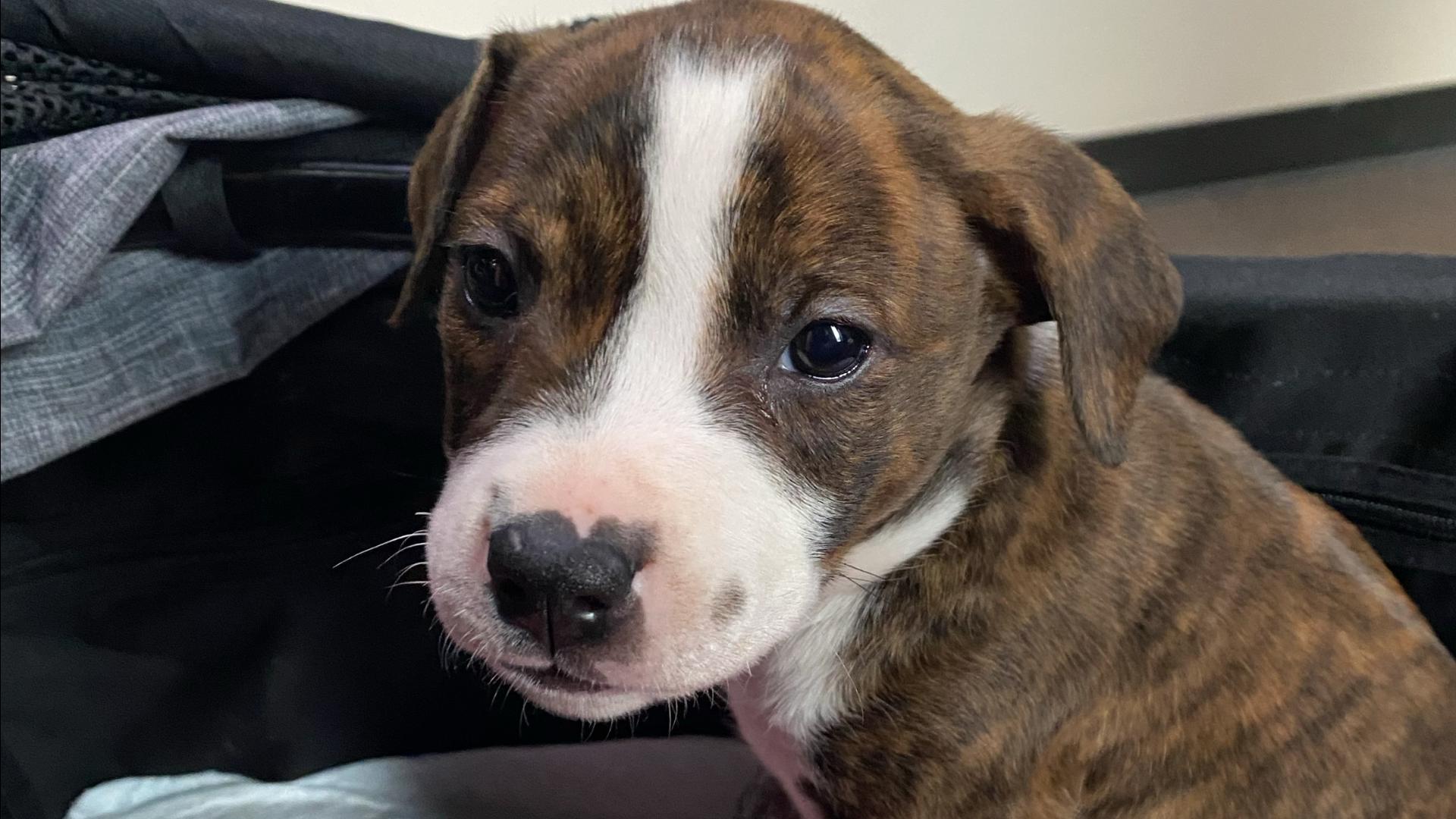 Justice for Junie | Dog found abused in Union City dumpster | 11alive.com