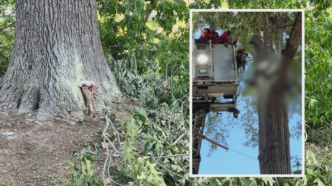 Man electrocuted, killed cutting trees in Acworth, Georgia | 11alive.com