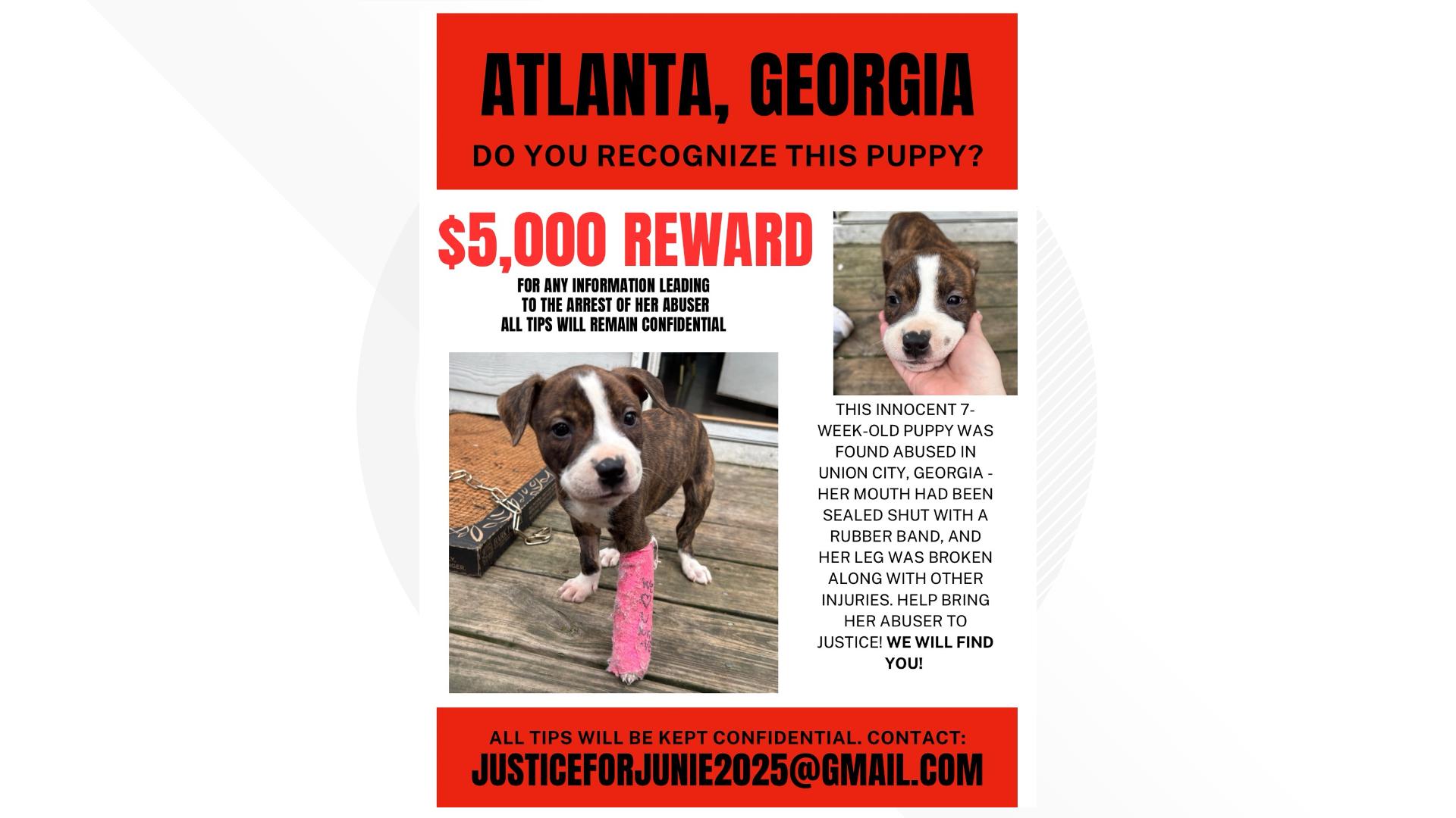 Justice for Junie | Dog found abused in Union City dumpster | 11alive.com