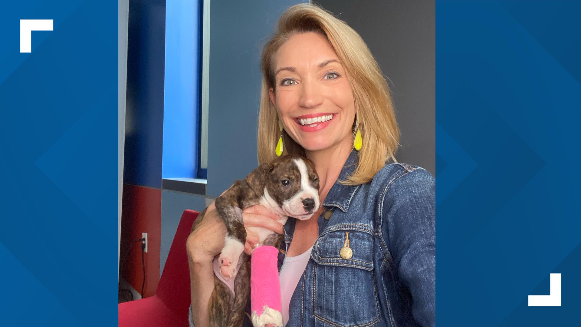 Justice for Junie | Dog found abused in Union City dumpster | 11alive.com