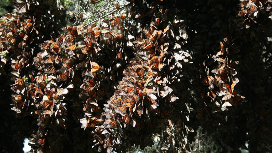 Monarch butterfly decline, migration | How to help in Georgia | 11alive.com