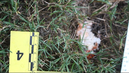 Inside the case file of the Tamla Horsford death investigation ...