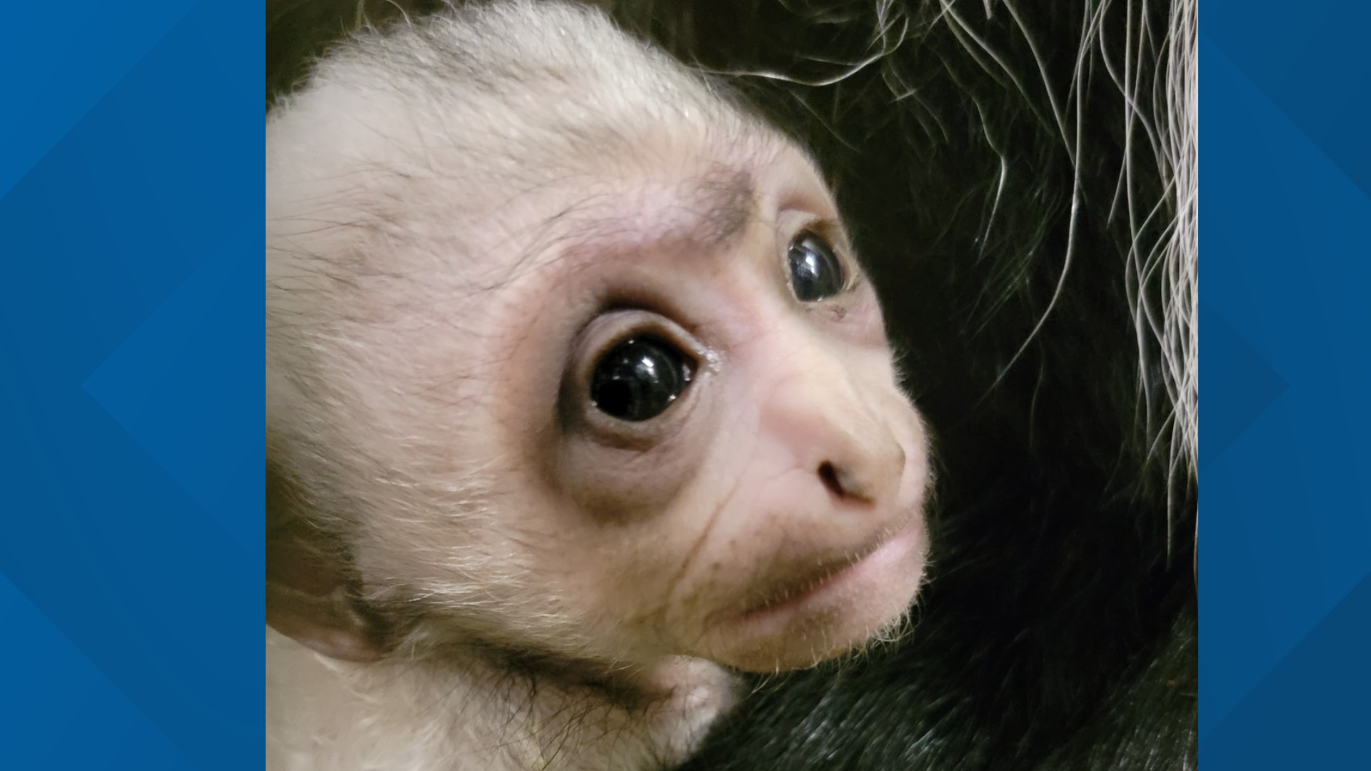 Zoo Atlanta welcomes Angolan colobus monkey newborn | 11alive.com
