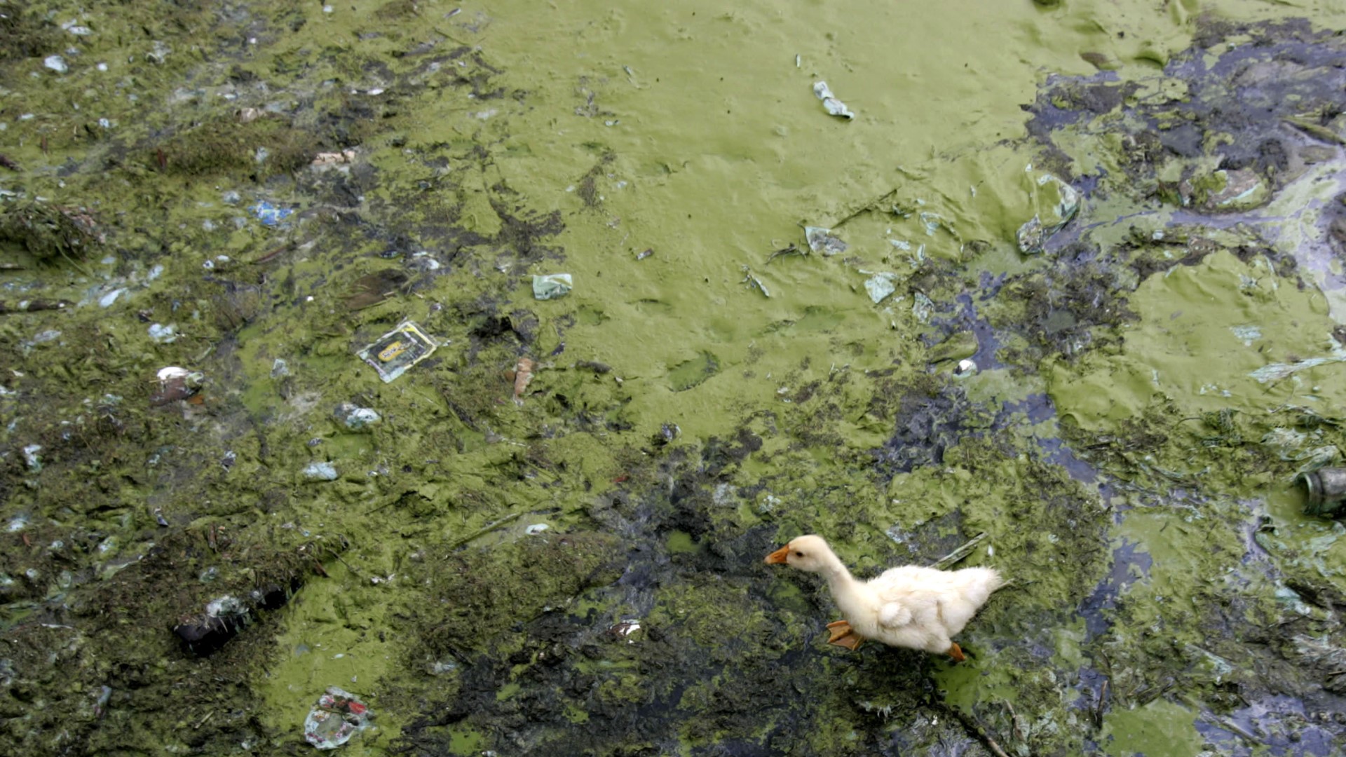 Blue-green algae: Dogs, safety, identifying it | 11alive.com