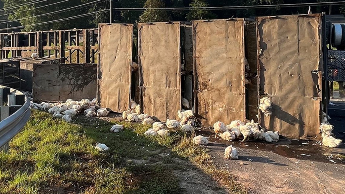 Chickens scattered in Hall County Georgia truck crash | 11alive.com