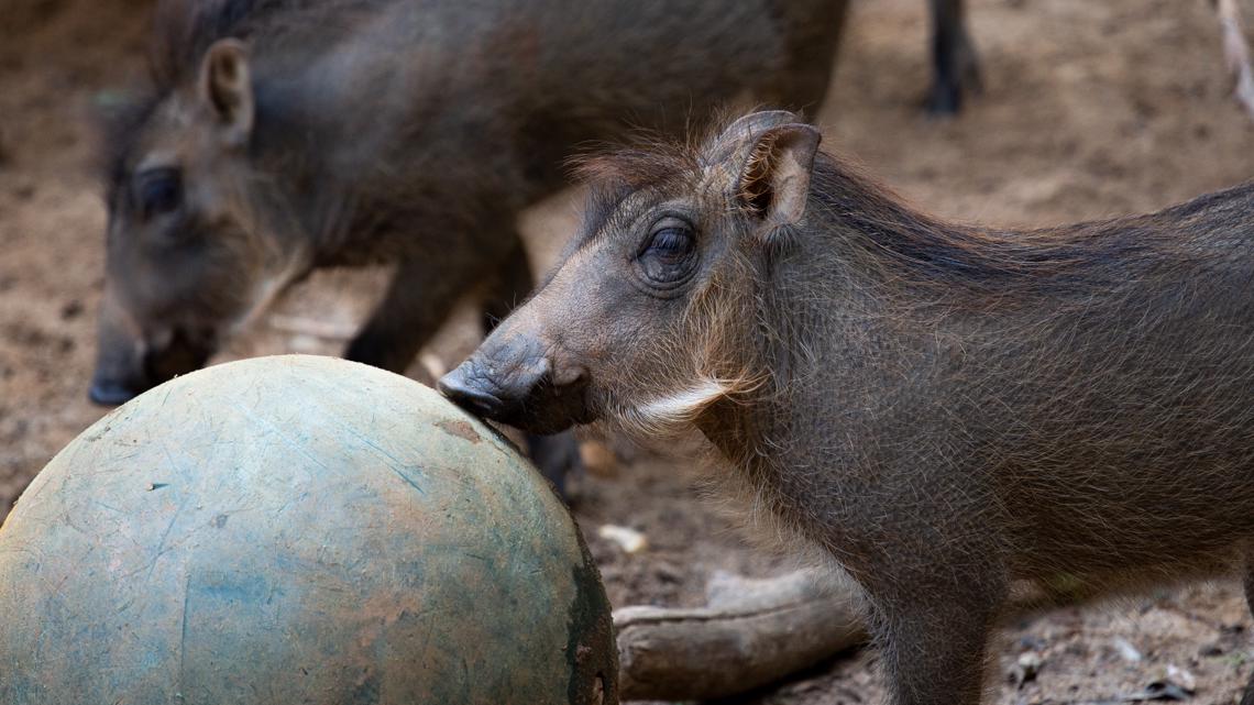Meet Zoo Atlanta's newest warthog piglets | 11alive.com