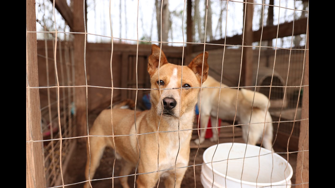 Caged in cruelty: 'Emaciated' dogs found living with decaying pigs ...