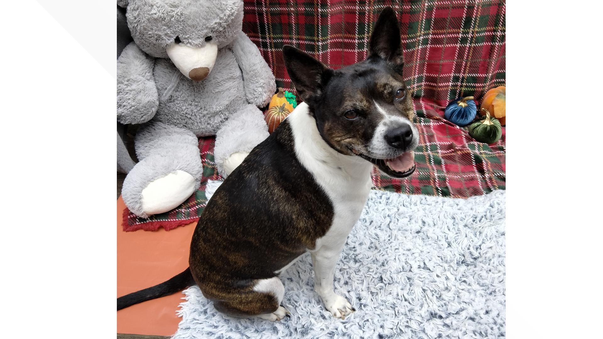 Pet investigation reaction to arthritis medication Librela | FDA ...