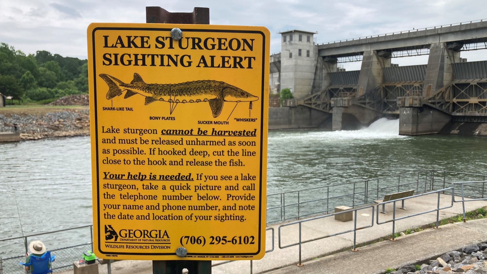 Georgia DNR catches largest lake sturgeon in Rome | 11alive.com