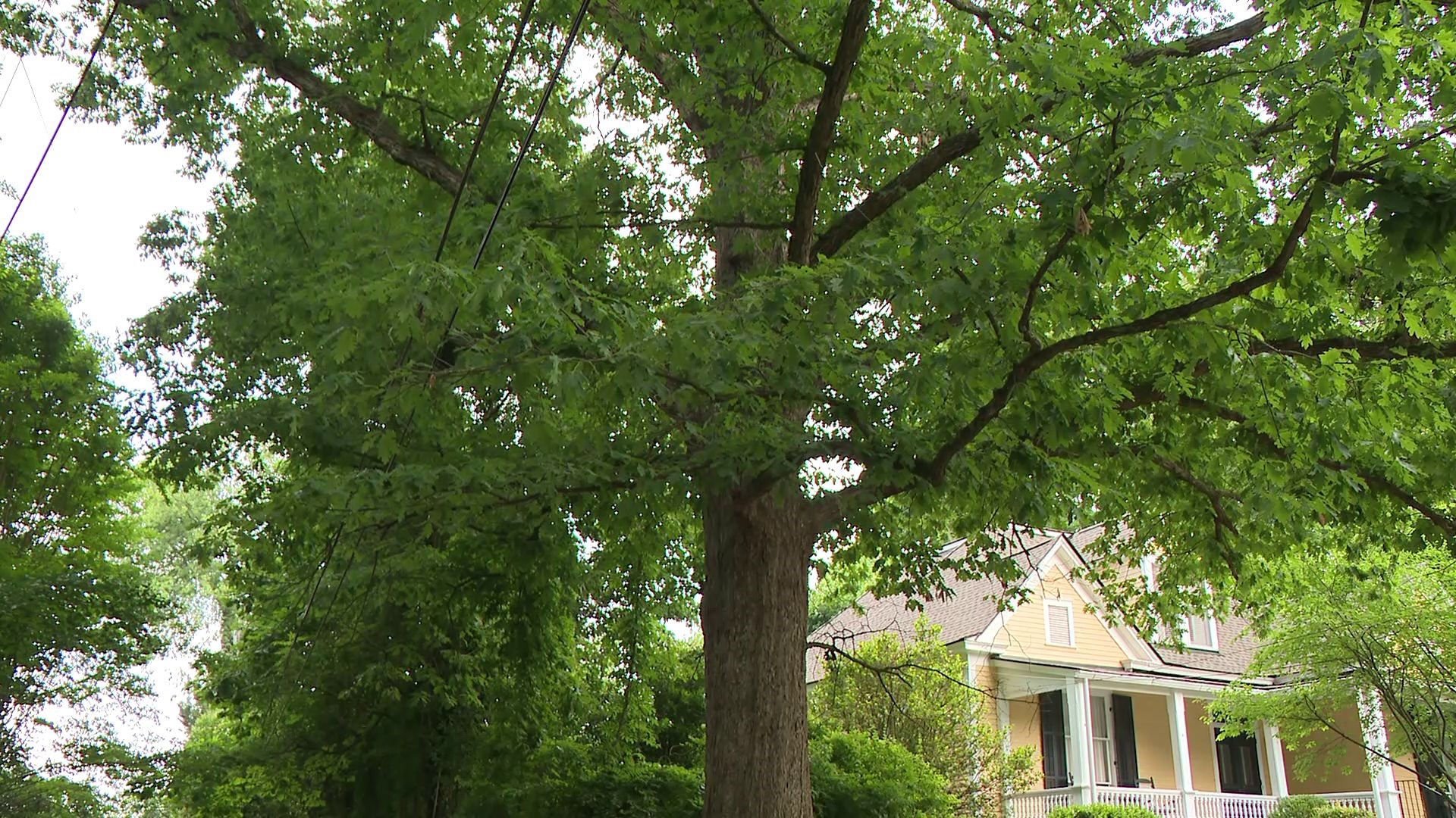 Athens tree that owns itself | 11alive.com