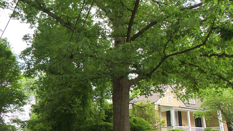 Athens tree that owns itself | 11alive.com