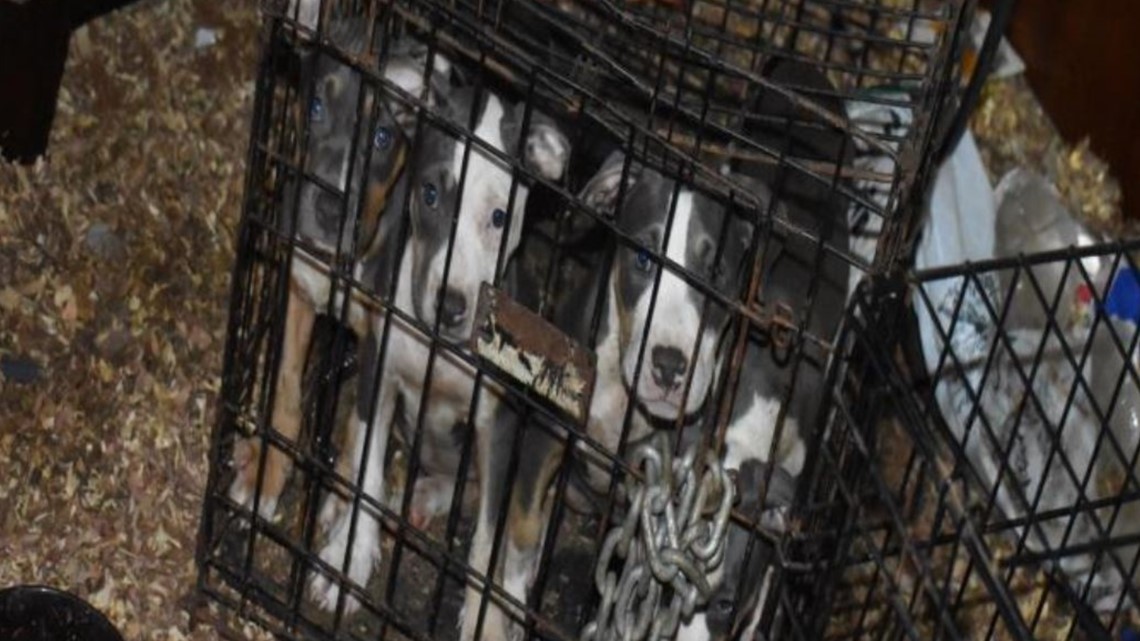 16 animals rescued from deplorable home | 11alive.com