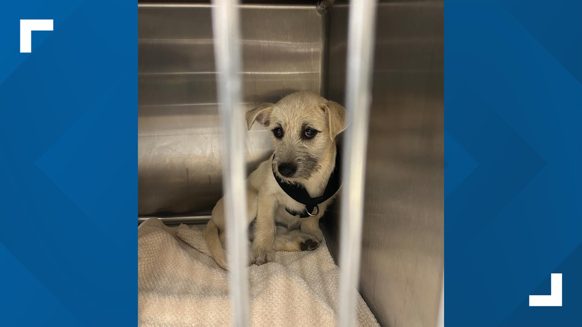 Humane Society of Northeast Georgia marks 100,000 spay and neuter ...