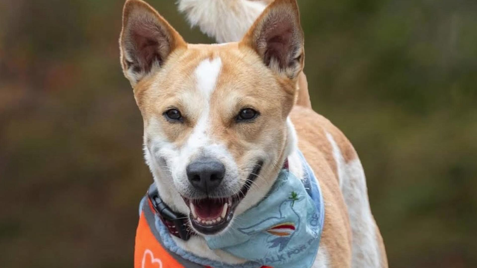 Aloka, dog who has walked for peace alongside Monks, undergoing surgery ...