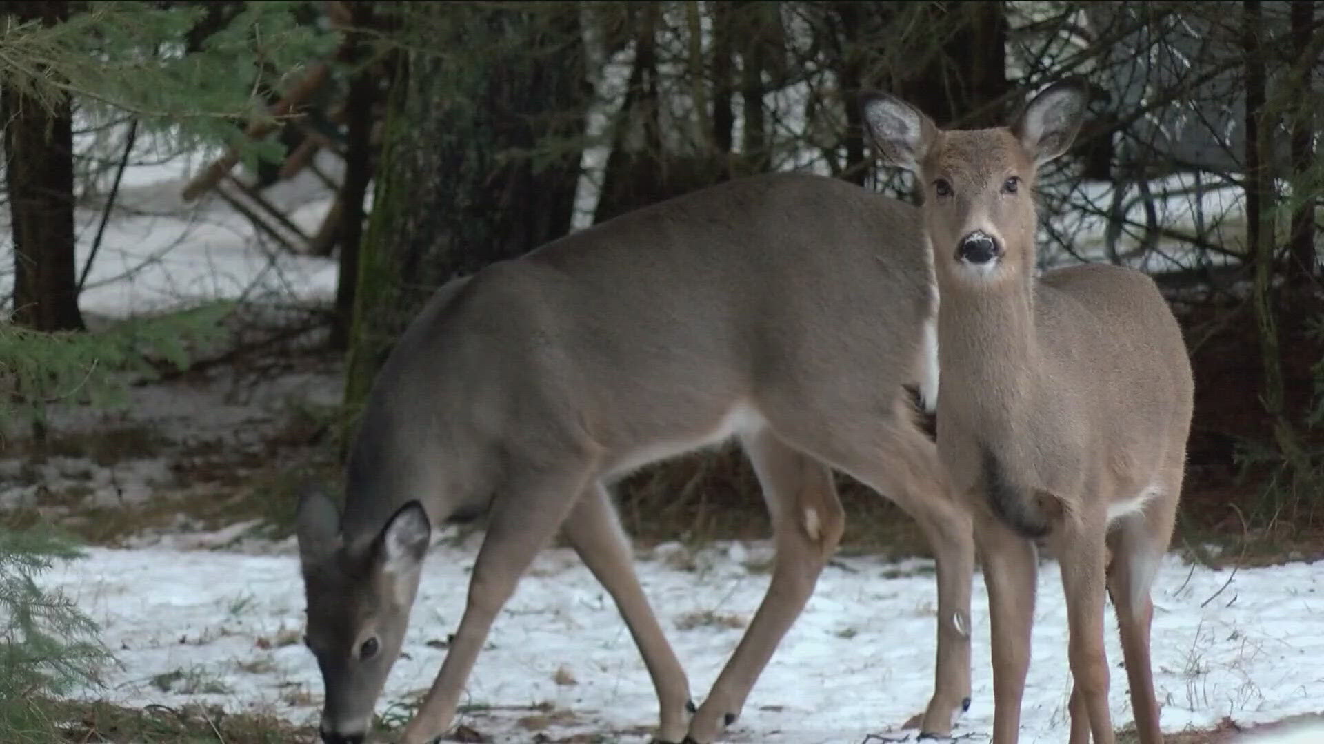 Georgia zombie deer disease strategy laid out by state officials | 11alive.com