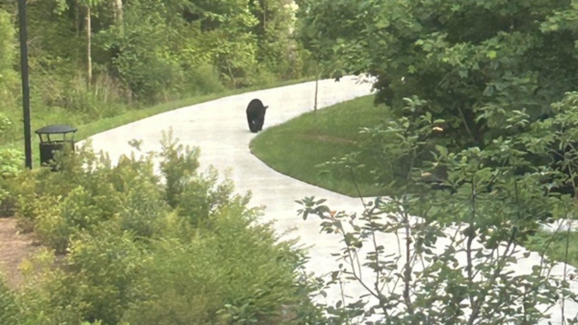 Photo: Bear caught strolling on the Alpha Loop in Alpharetta | 11alive.com