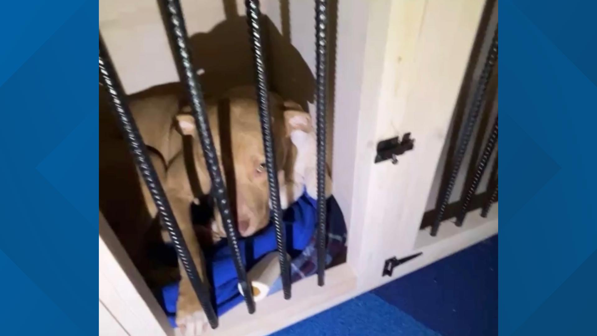 Georgia animal abuse case | Man sentenced to 475 years | 11alive.com