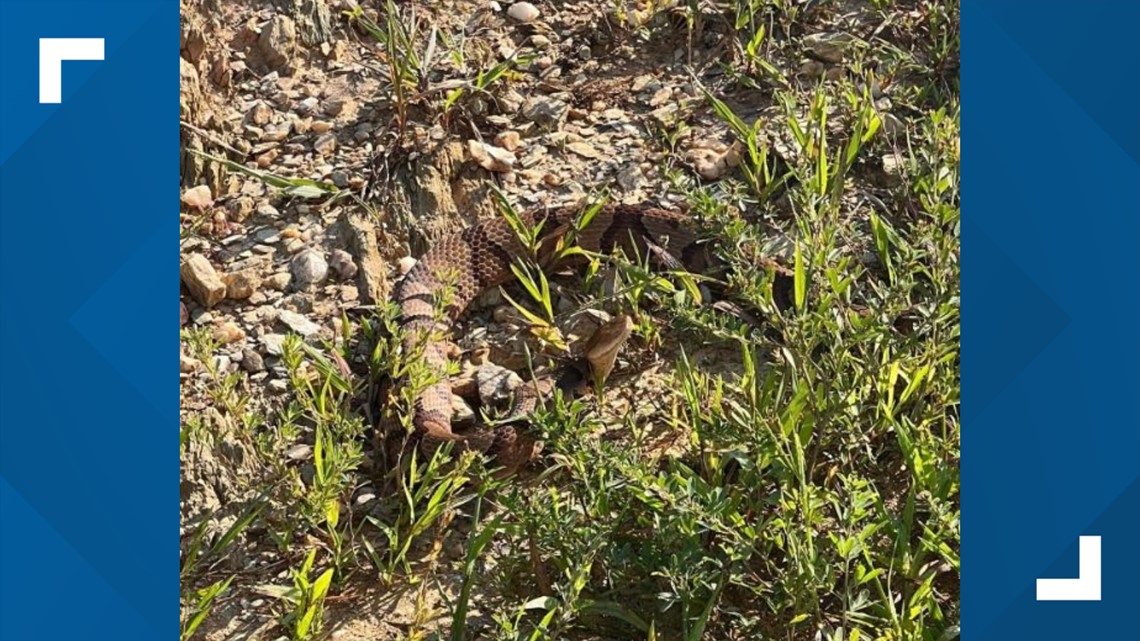Dog saved by postal worker after it was bitten copperhead snake | 11alive.com