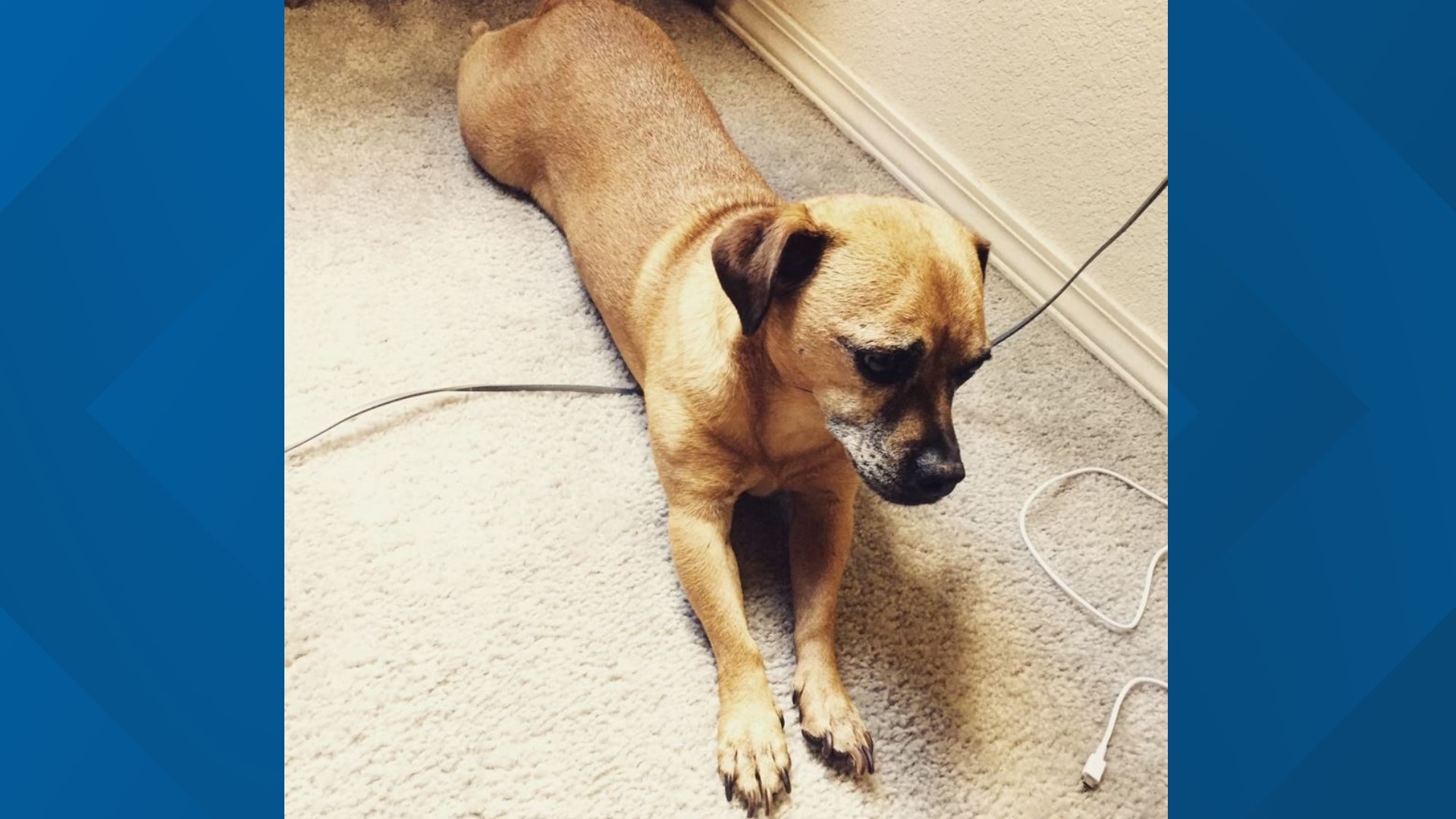 Dog missing for 7 years found in South Carolina 1,700 miles away ...