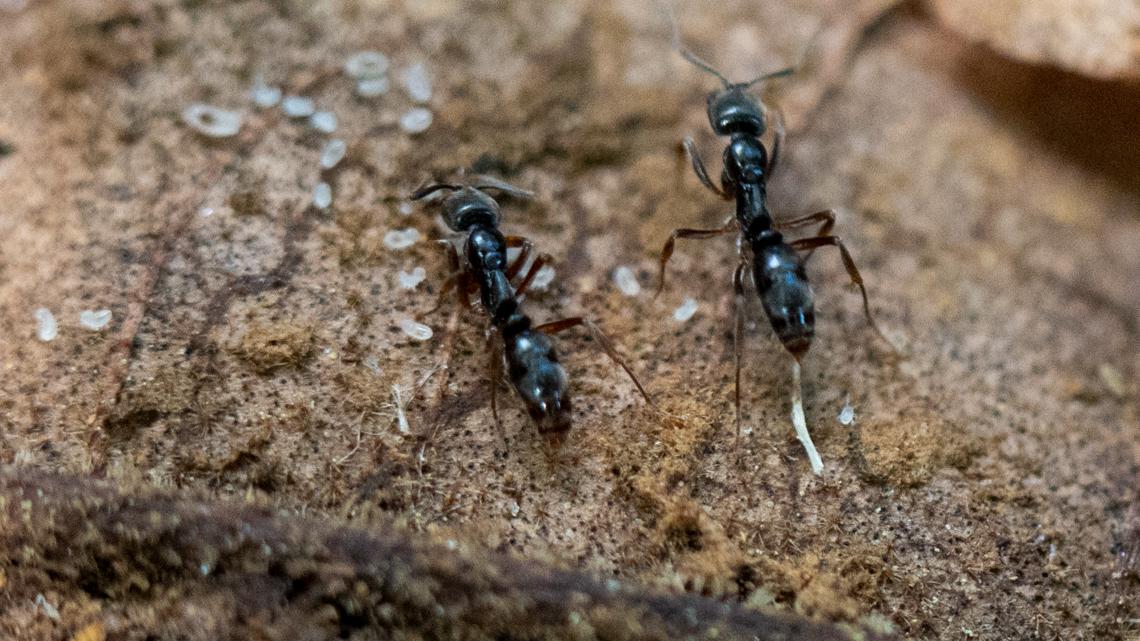 Asian needle ant threat rises in Southeast; UGA warns of serious sting ...