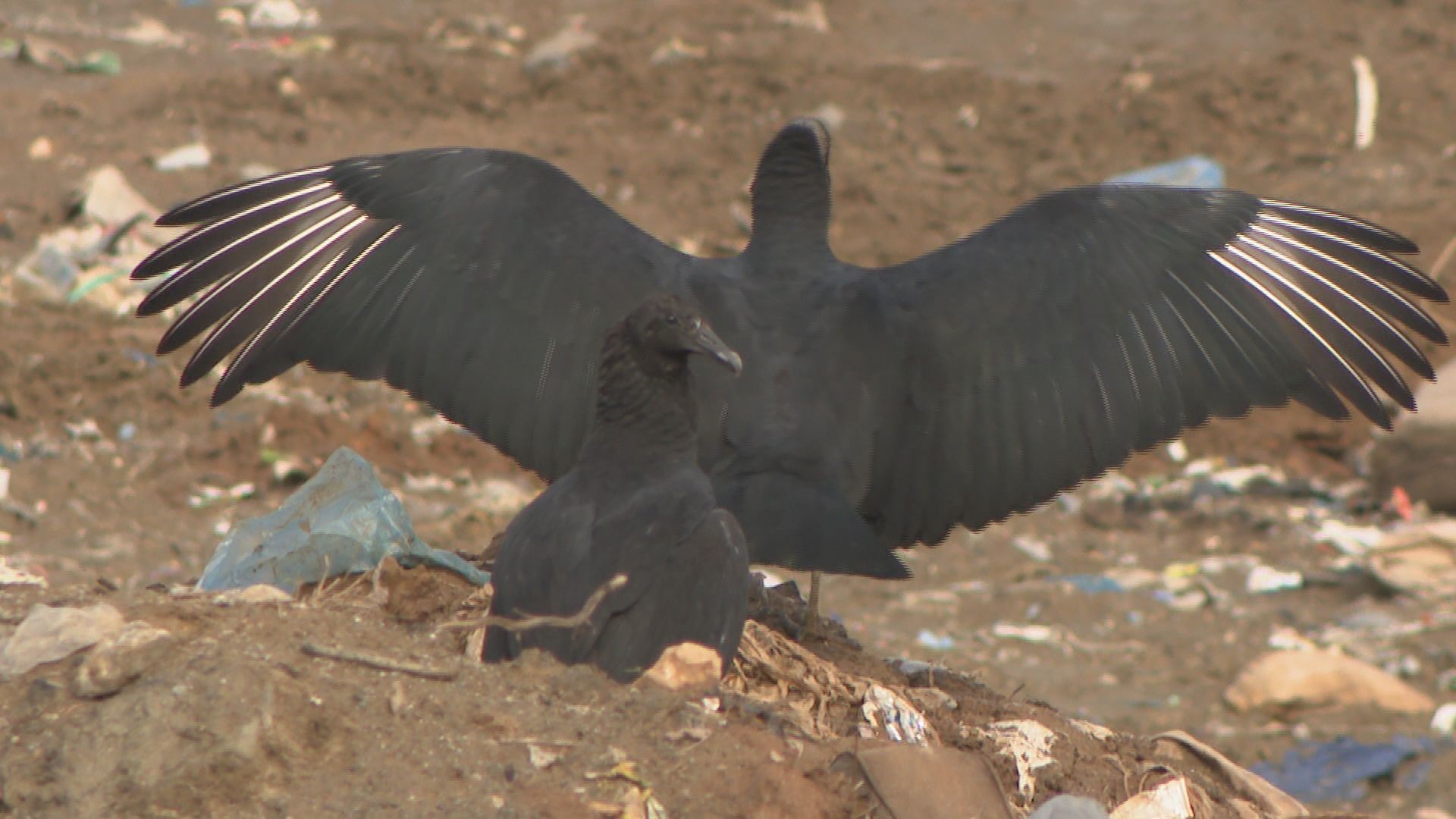 Habersham County landfill too much trash | 11alive.com