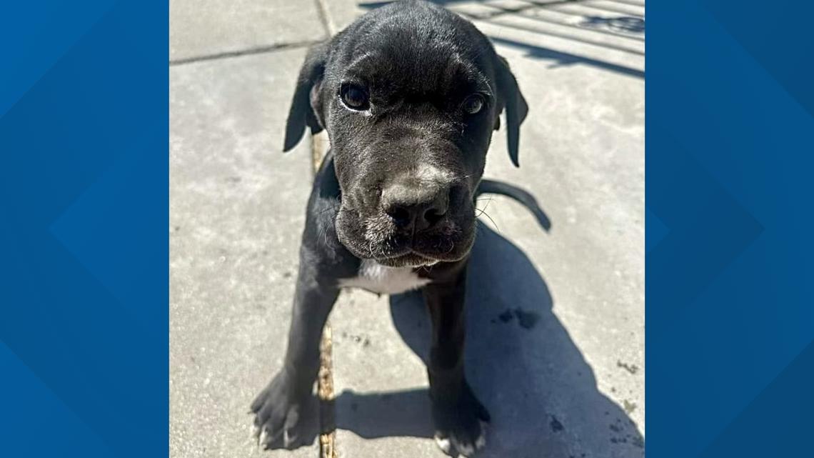 Atlanta woman’s puppy stolen during armed robbery | 11alive.com