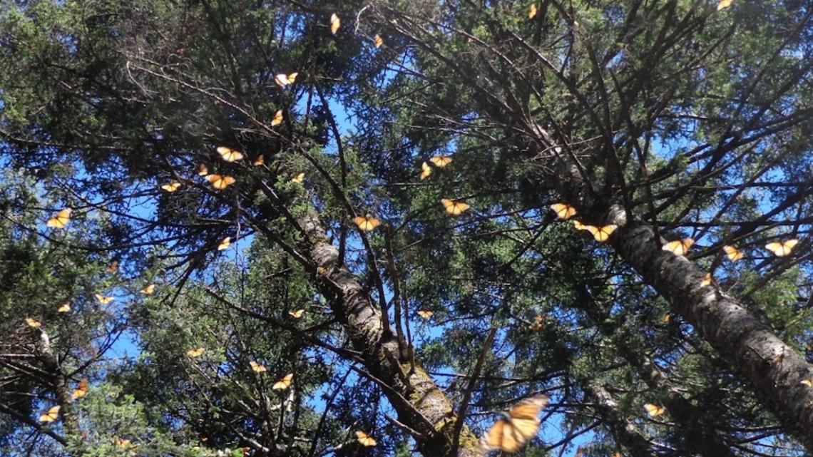 Monarch butterfly decline, migration | How to help in Georgia | 11alive.com