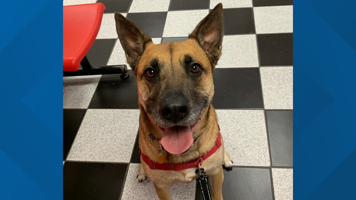 Gwinnett County jail dog program | Dog up for adoption | 11alive.com