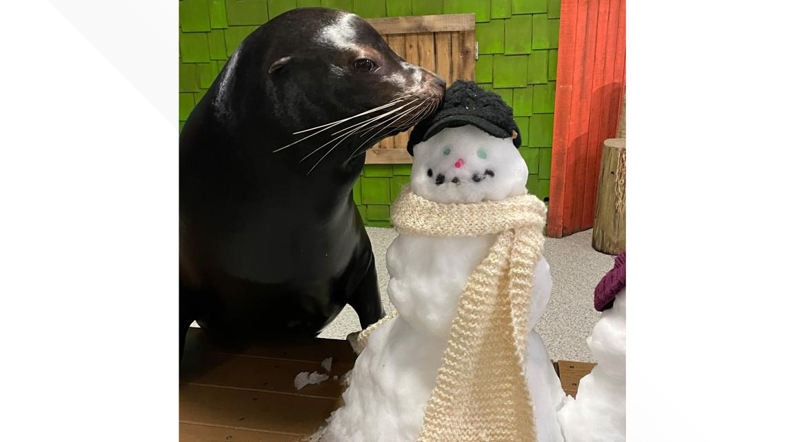 Georgia Aquarium closed | Animals have snow day anyway | 11alive.com