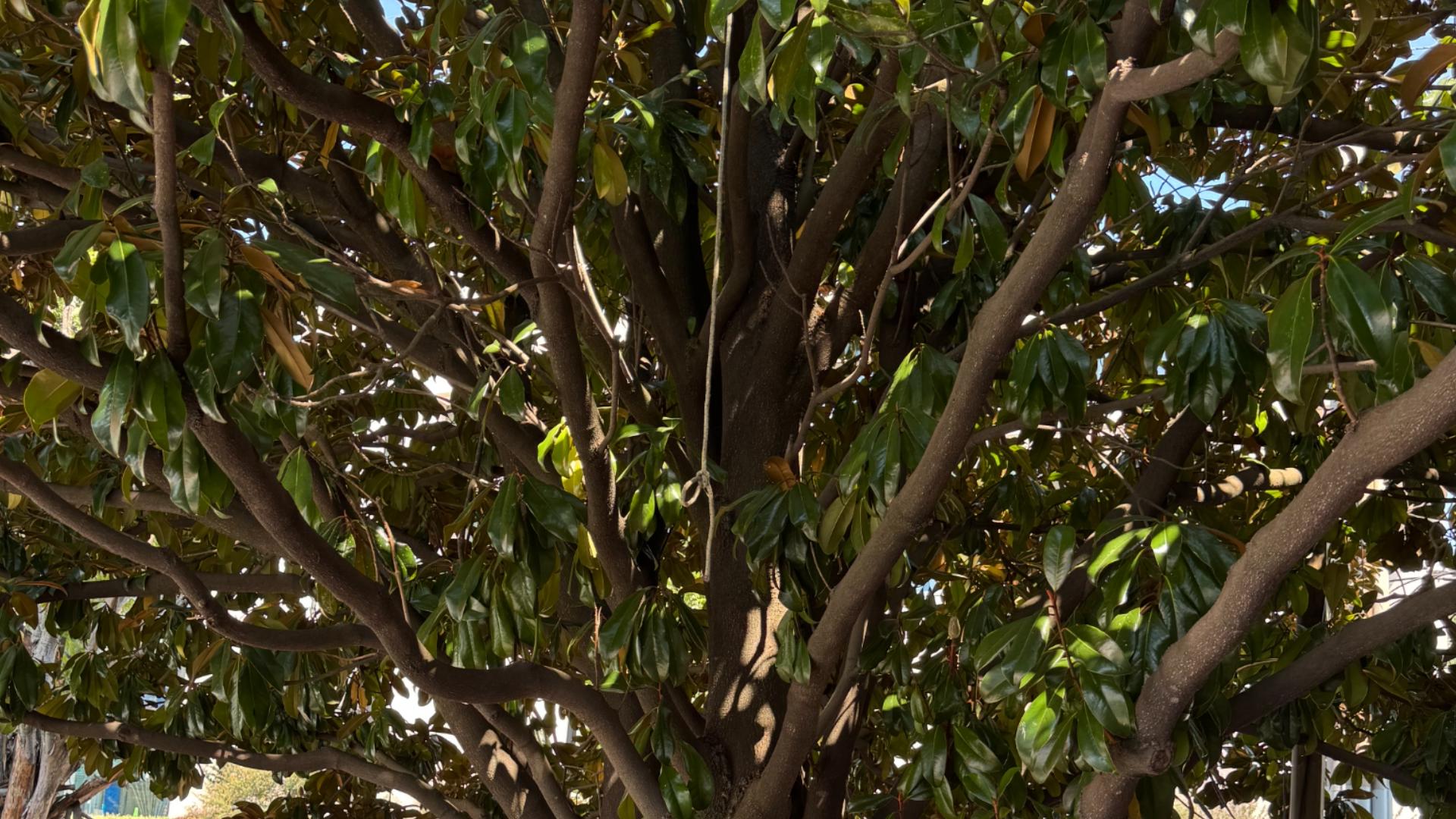 'Suspicious rope' found tied in tree near Atlanta's Black history ...