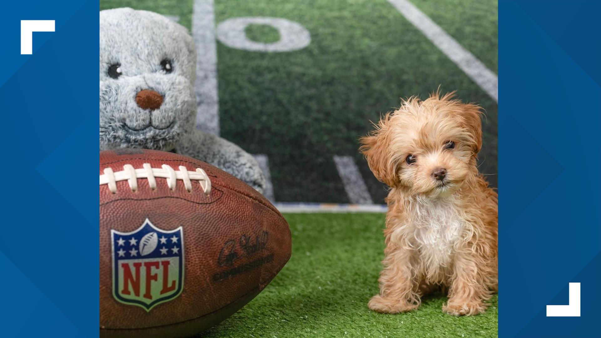 Puppy Bowl 2025 | Georgia pups | 11alive.com