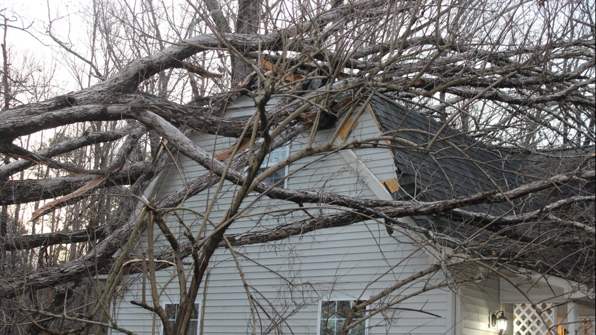 What to do if a tree falls on your Georgia property | 11alive.com