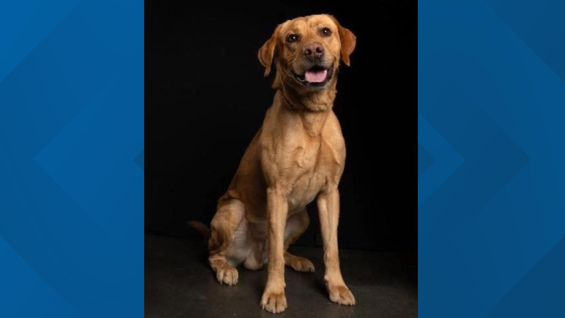 Fulton County dog graduates from USDA National Dog Detector program ...