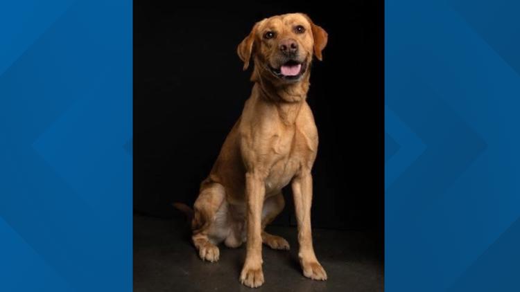 Fulton County dog graduates from USDA National Dog Detector program ...