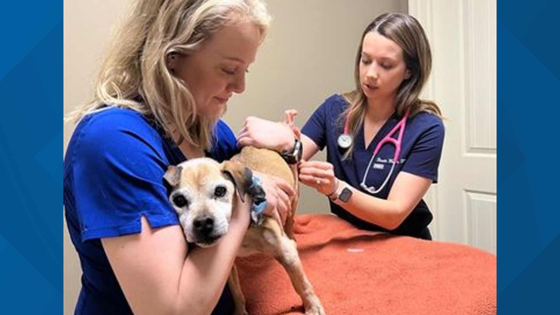 Dog missing for 7 years found in South Carolina 1,700 miles away ...