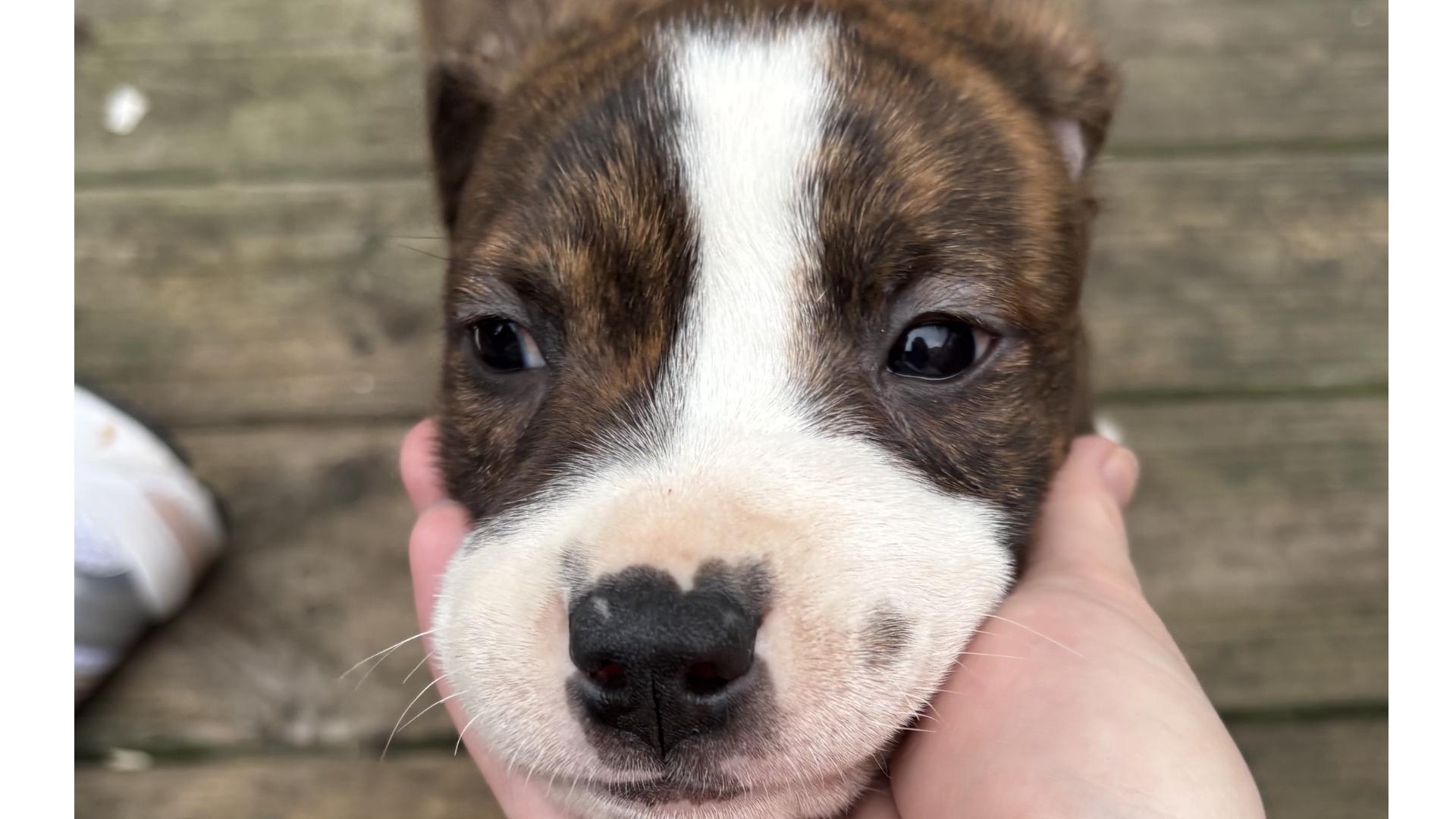 Justice for Junie | Dog found abused in Union City dumpster | 11alive.com