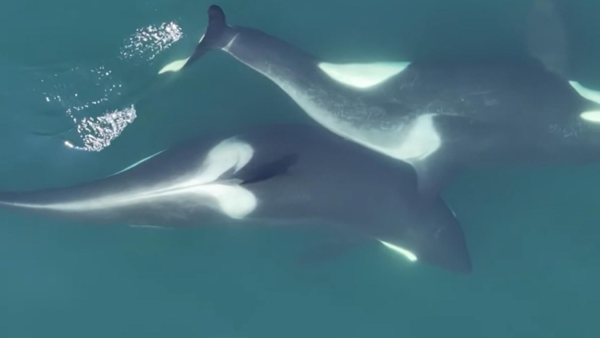 Man ties Georgia record with spotted sunfish catch | 11alive.com