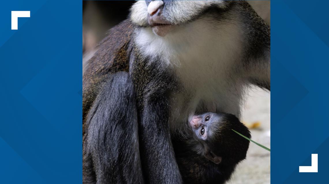 Baby Schmidt's guenon monkey born at Zoo Atlanta | 11alive.com