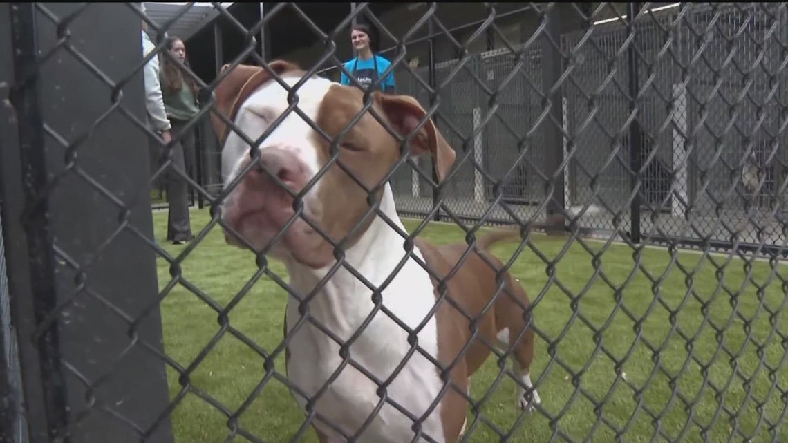 Fulton County animal control services resume in Atlanta | 11alive.com