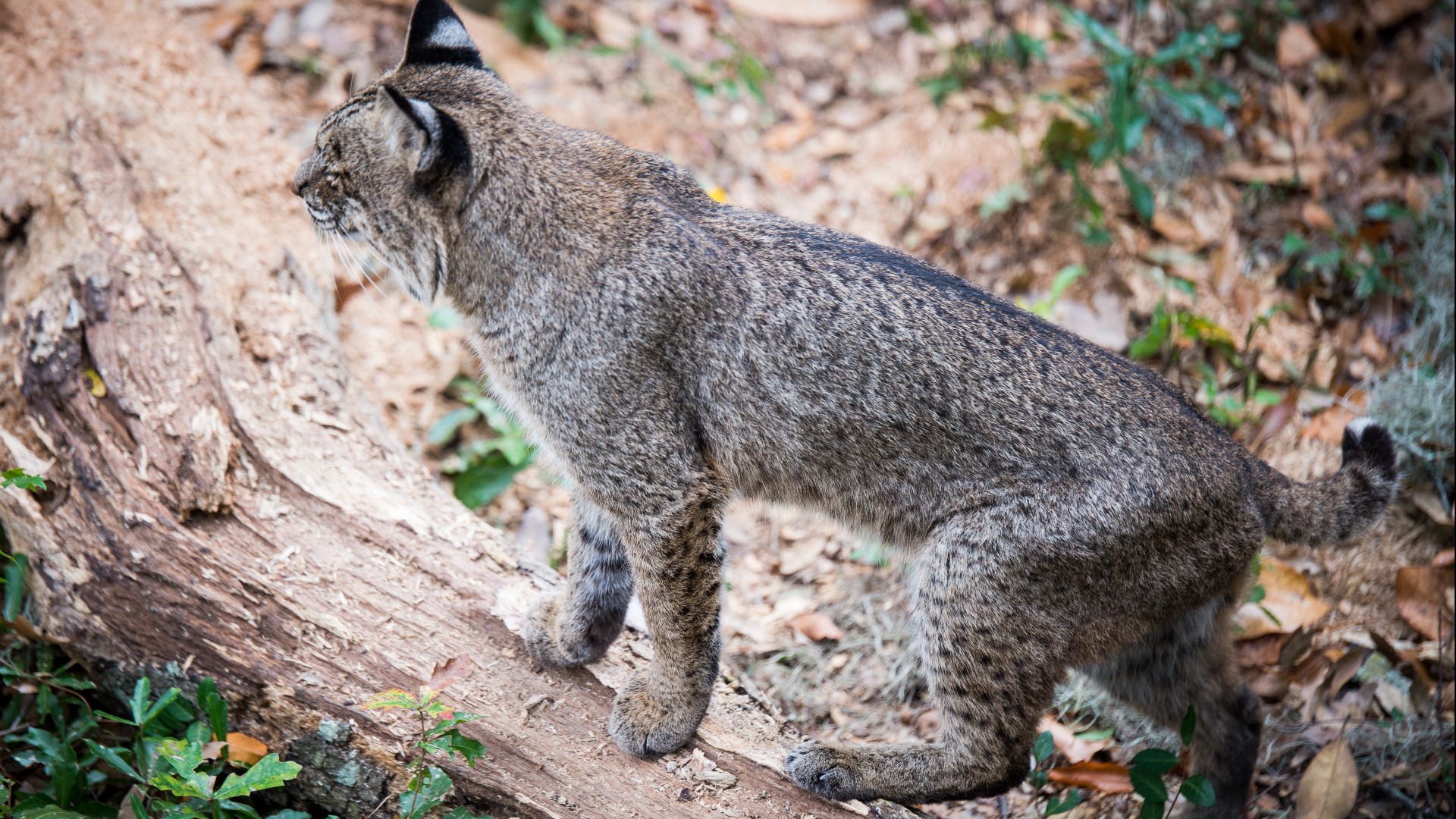Bobcat attack on children reported Athens Georgia area | 11alive.com