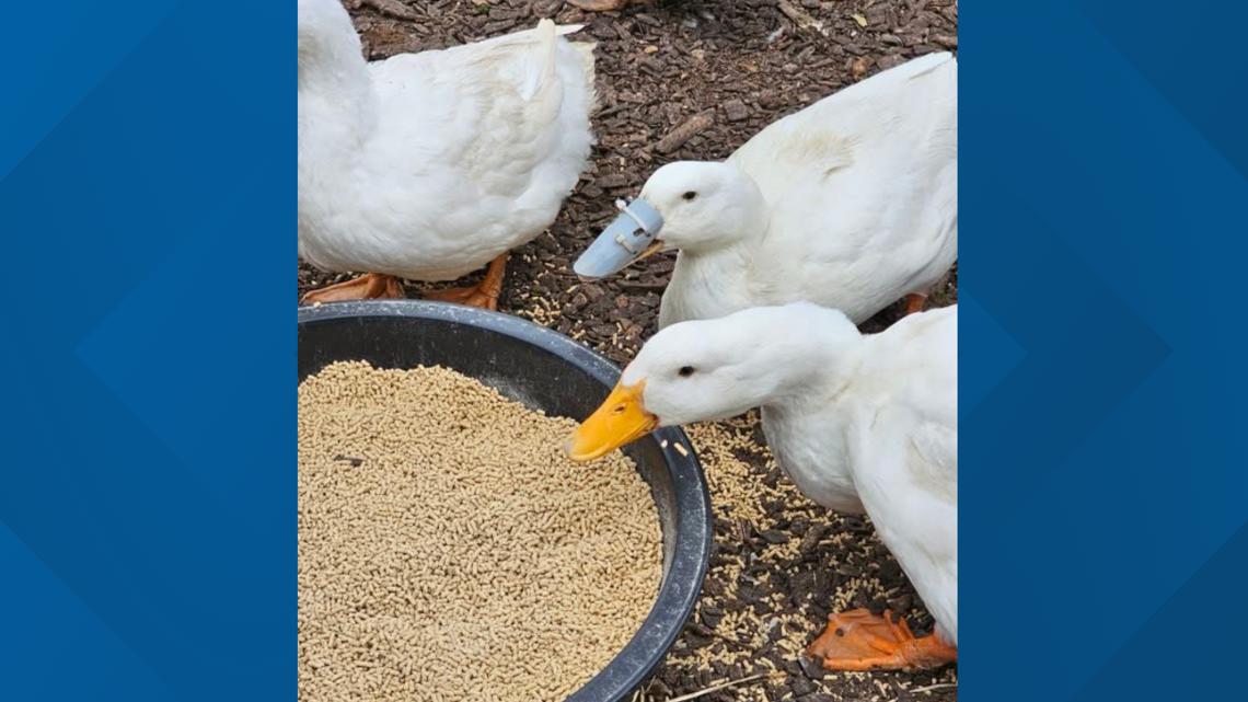 Rescued Ducks Find New Life, Prosthetic Beaks, in North Georgia ...