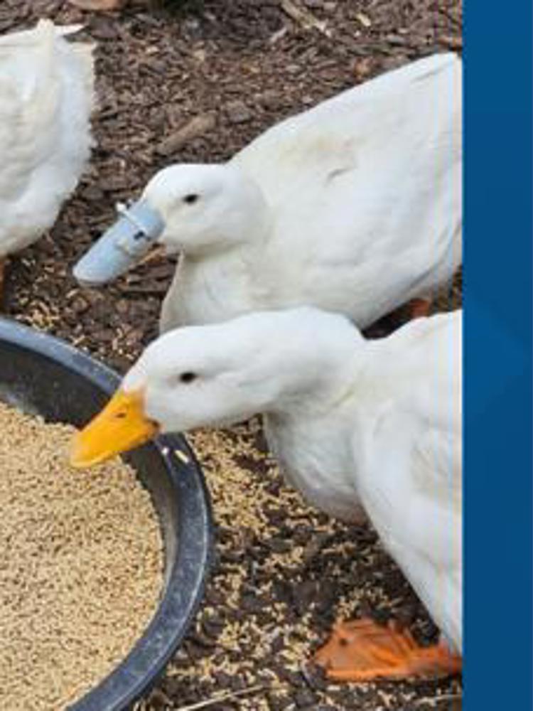 Rescued Ducks Find New Life, Prosthetic Beaks, in North Georgia ...