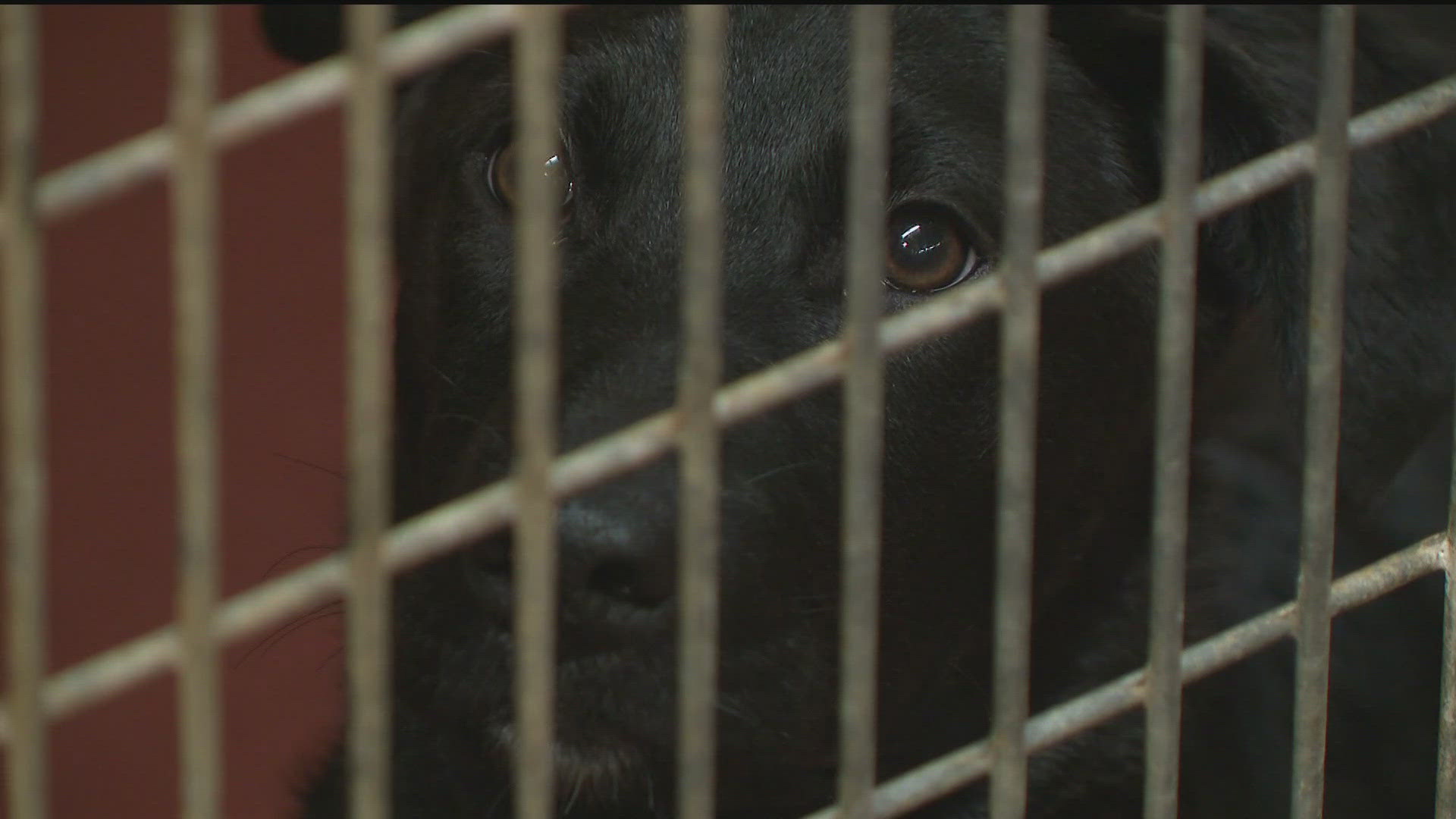 Could Georgia be 'no kill' by 2025? | A look at the push to end animal ...