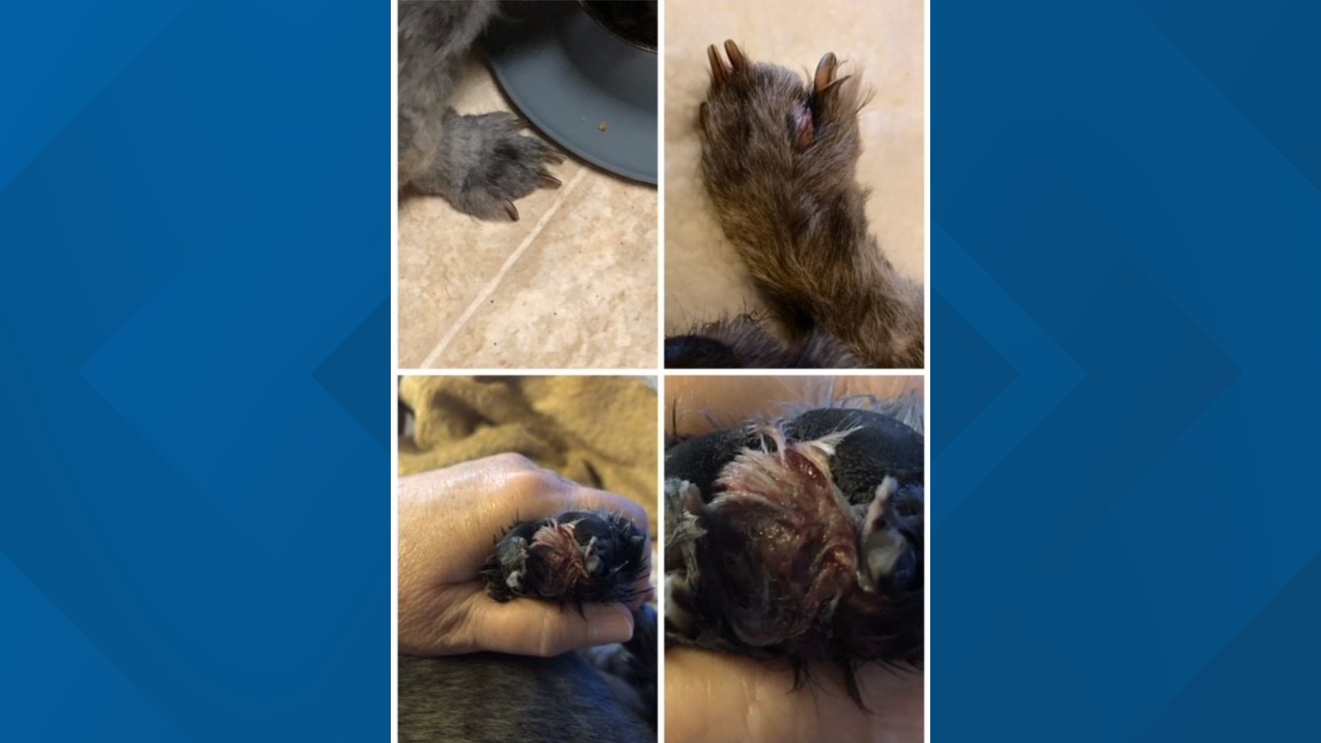 Animal abuse cases Georgia | Animal crimes prosecutor | 11alive.com