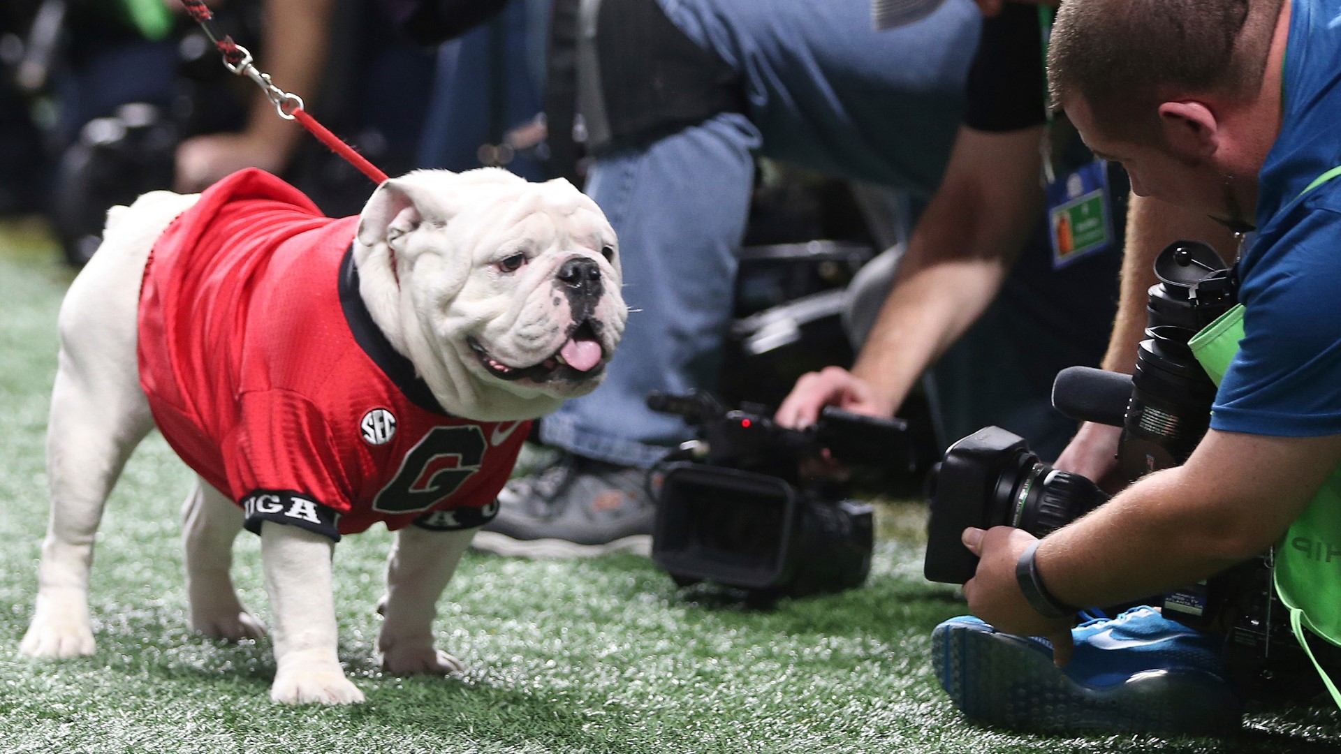 The history behind UGA's Bulldog mascot | 11alive.com