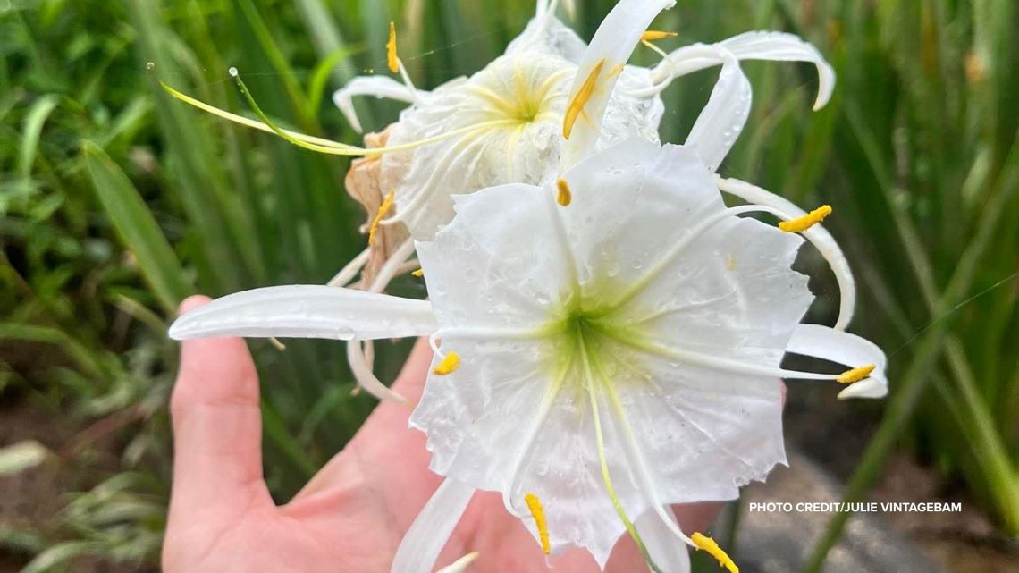 Shoals Spider Lily blooms offer rare glimpse of healthy Georgia rivers ...
