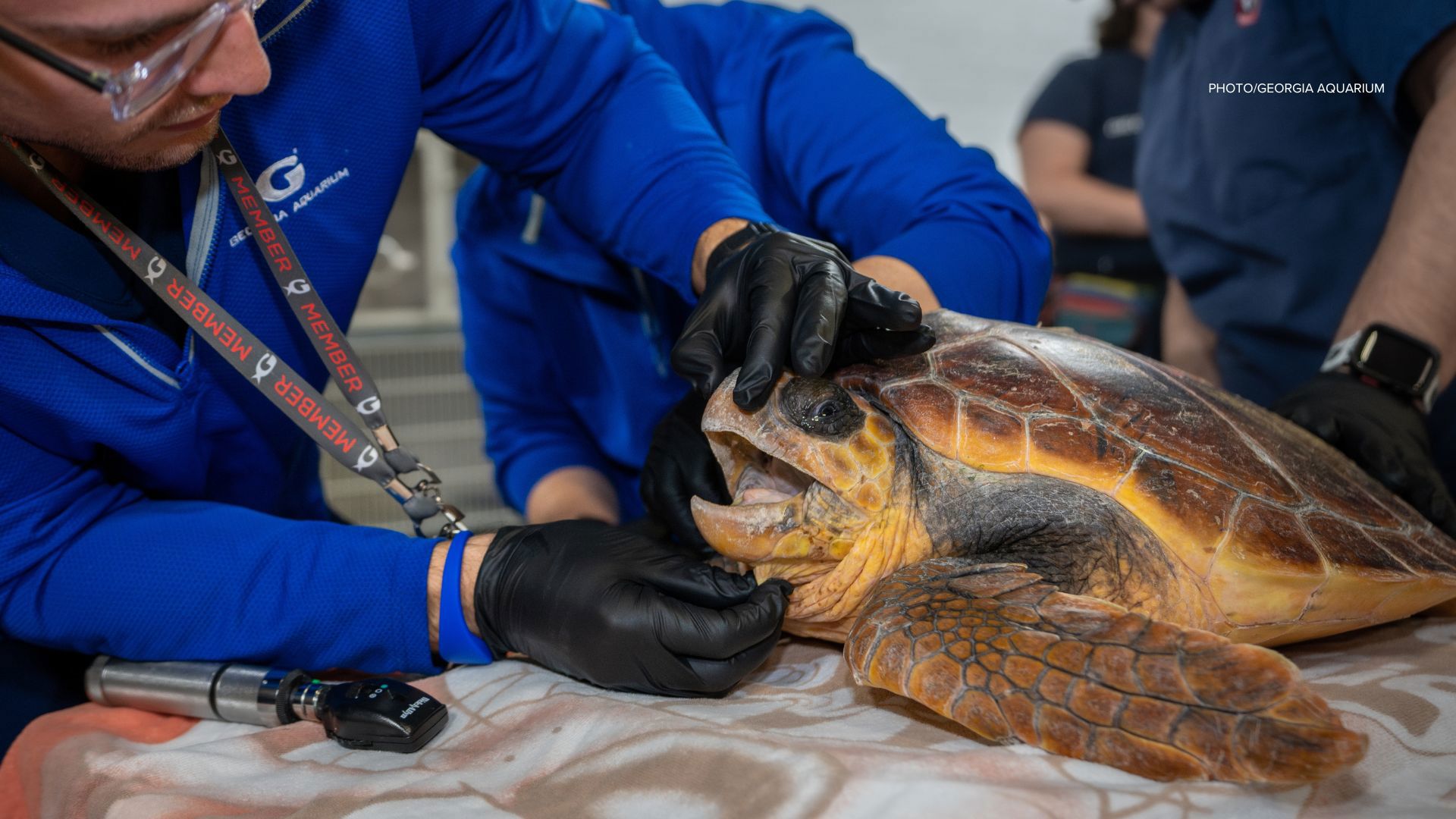 Stranded turtles rescued and rehabilitated in Atlanta | Photos ...