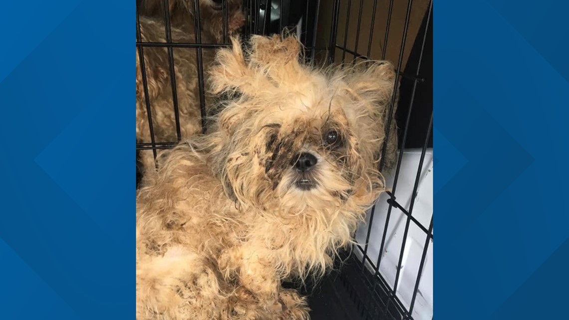 Animal abuse cases Georgia | Animal crimes prosecutor | 11alive.com