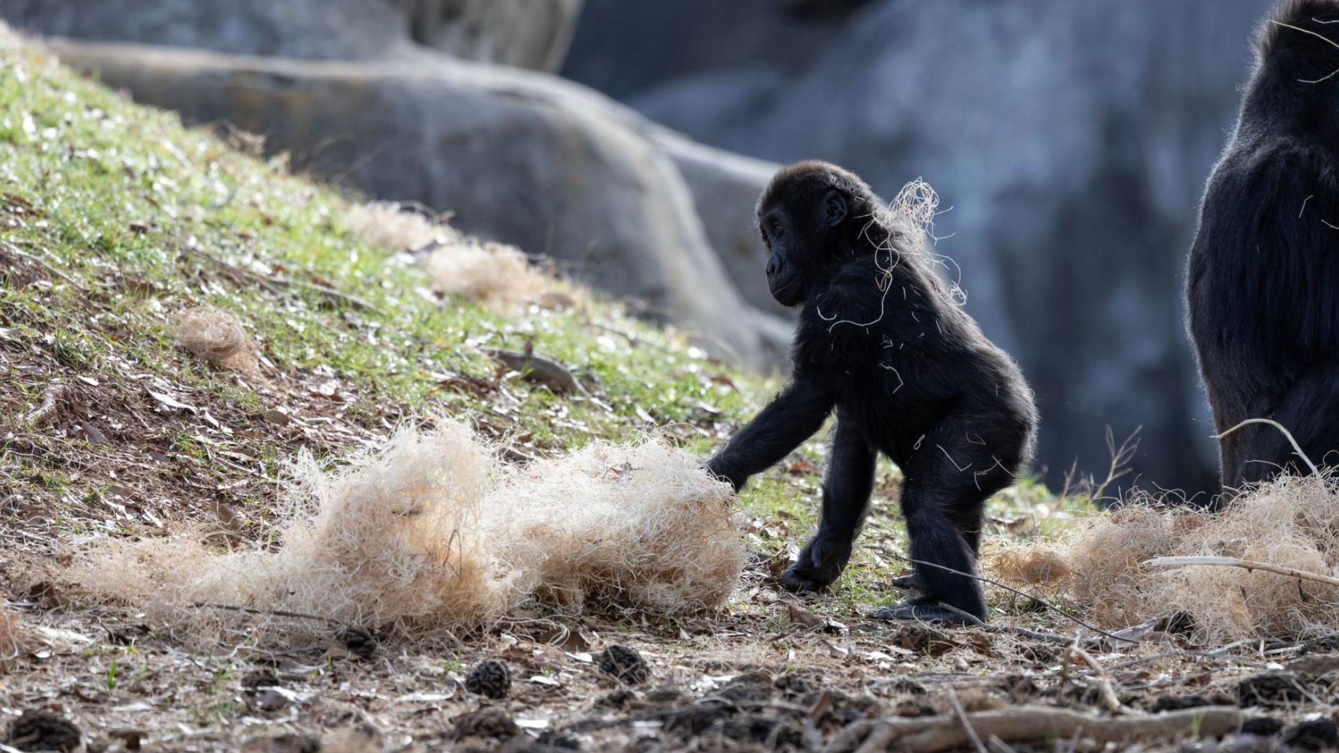 Easter events in Atlanta | List | 11alive.com