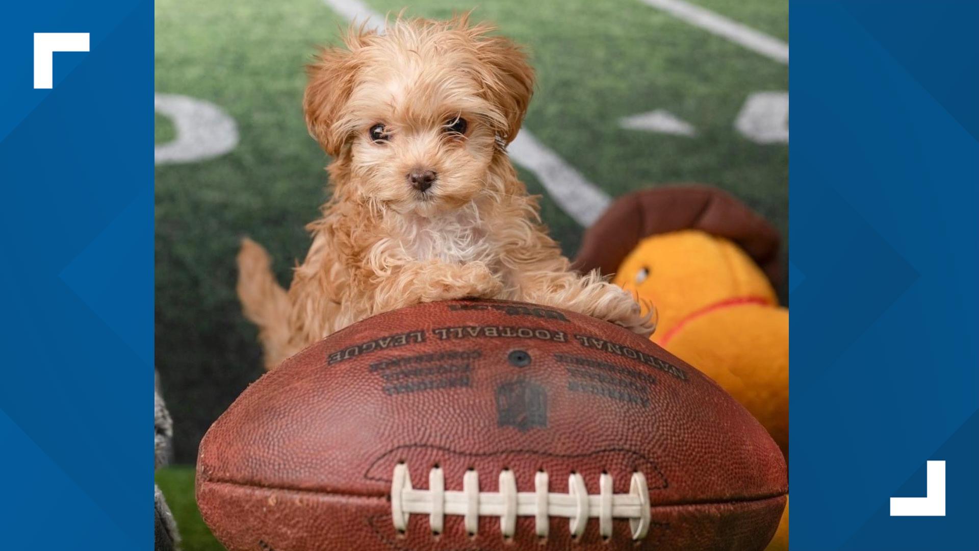Puppy Bowl 2025 | Georgia pups | 11alive.com